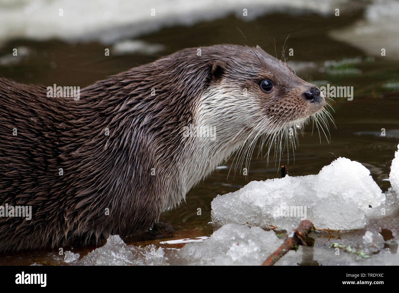 Standing otters hi-res stock photography and images - Alamy