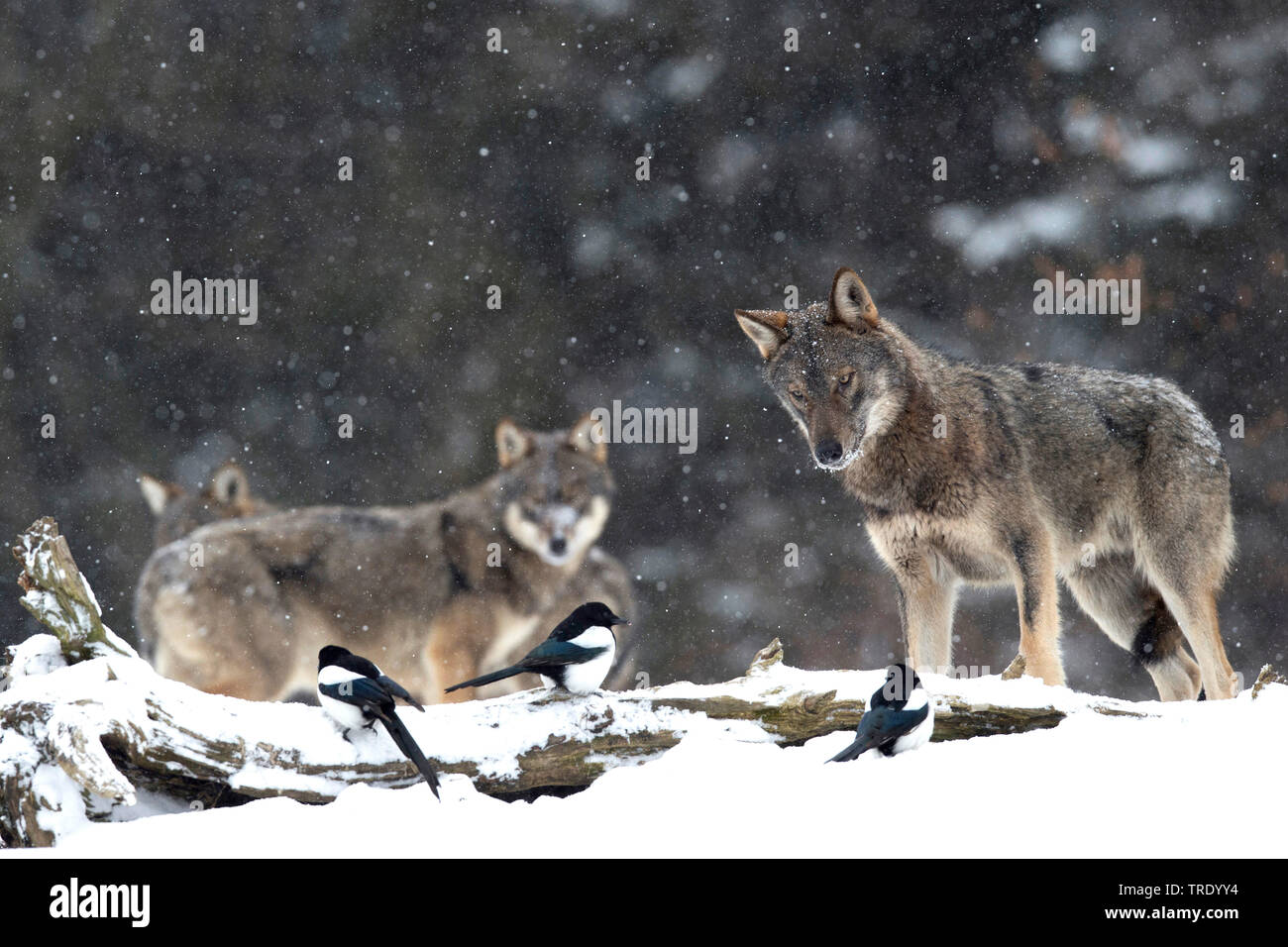 European gray wolf (Canis lupus lupus), pack of wolves with magpies in the snow, Poland Stock ...