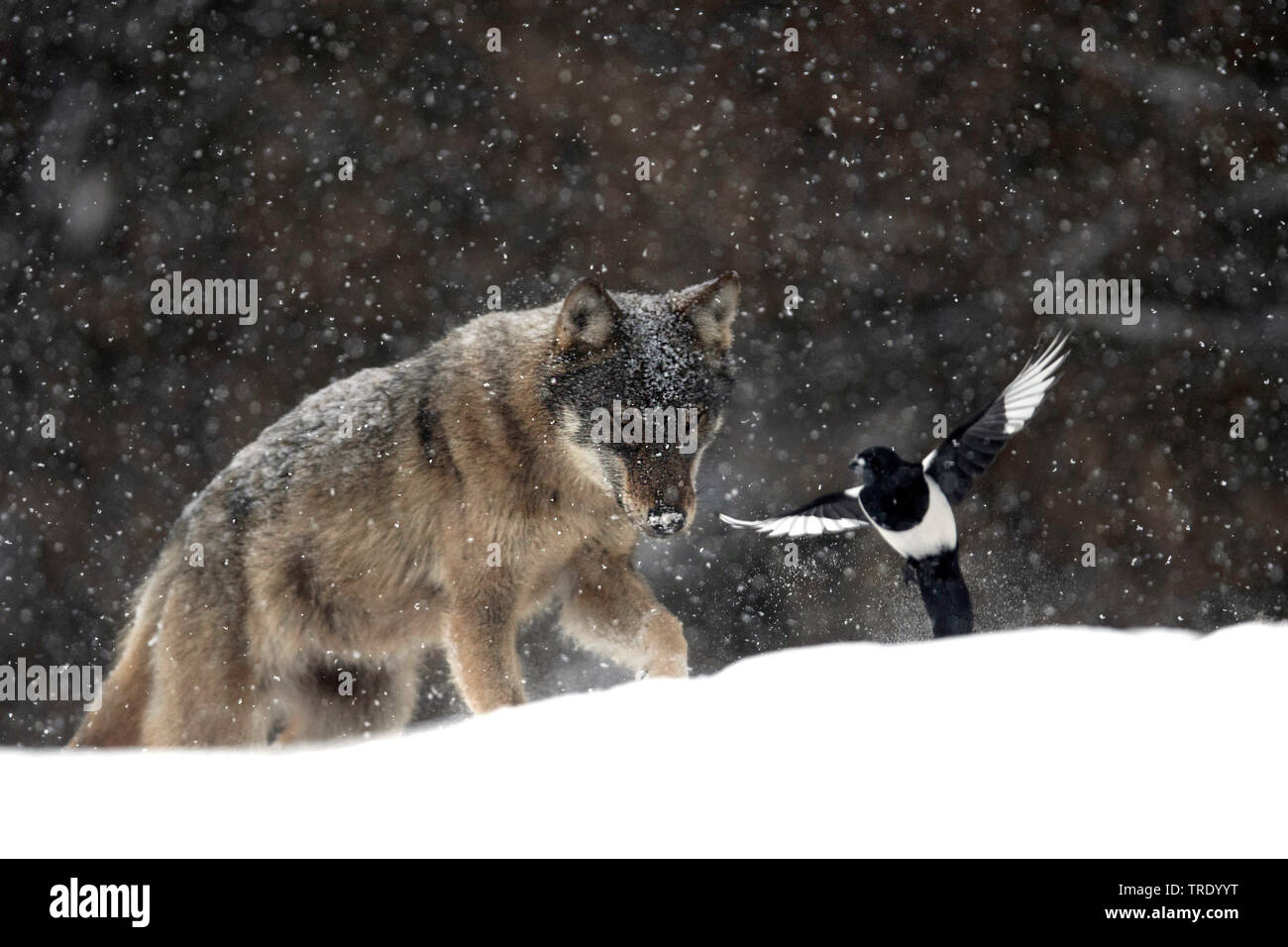 European gray wolf (Canis lupus lupus), with a magpie in the snow, side view, Poland Stock Photo ...