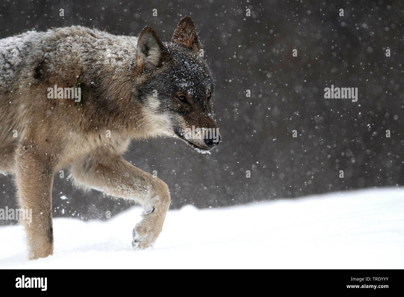 Gray Wolf Running Side View