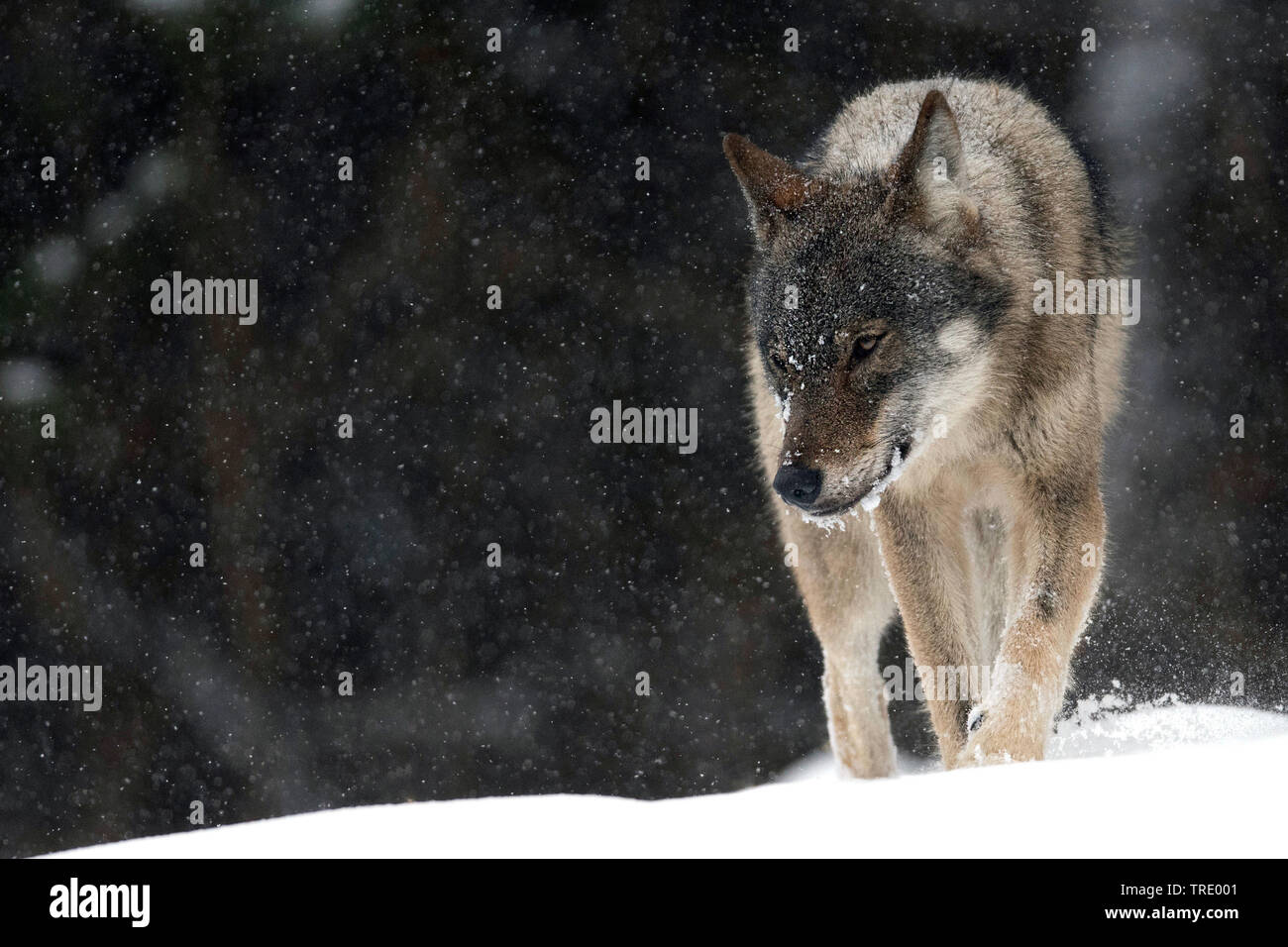 European gray wolf (Canis lupus lupus), walking in the snow, front view, Poland Stock Photo - Alamy