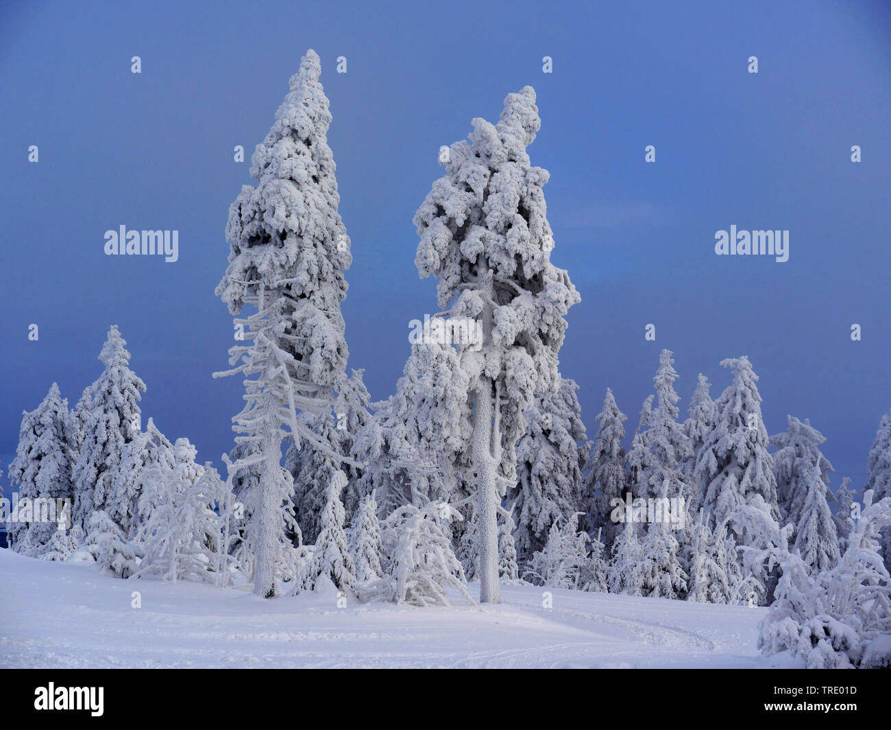 White clad trees hi-res stock photography and images - Alamy