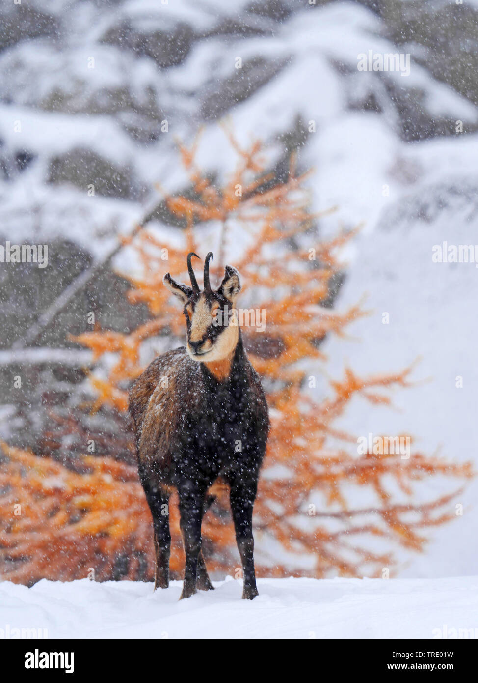 Chamois on the snow hi-res stock photography and images - Alamy