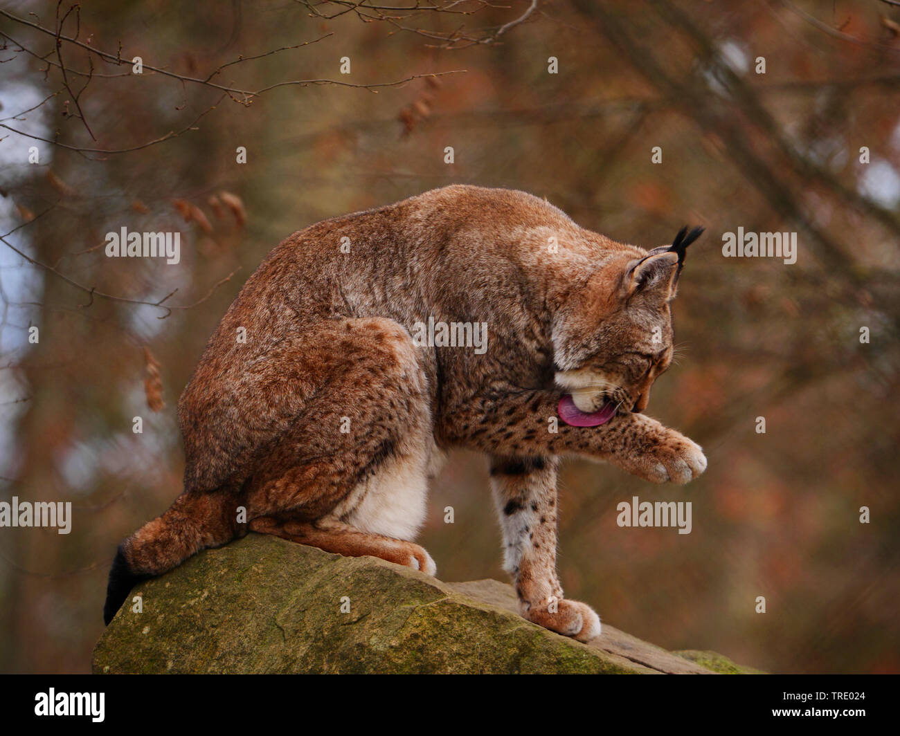 Eurasian lynx (Lynx lynx), sitting on a rock in a forest and licking ...