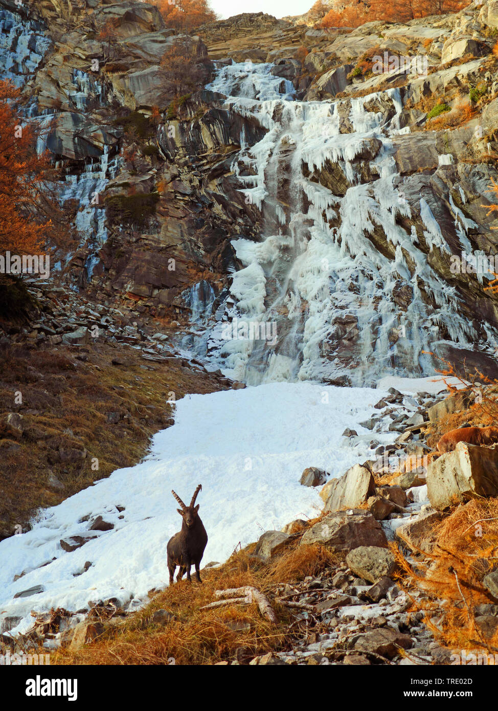 Buck at a slope in hi-res stock photography and images - Alamy