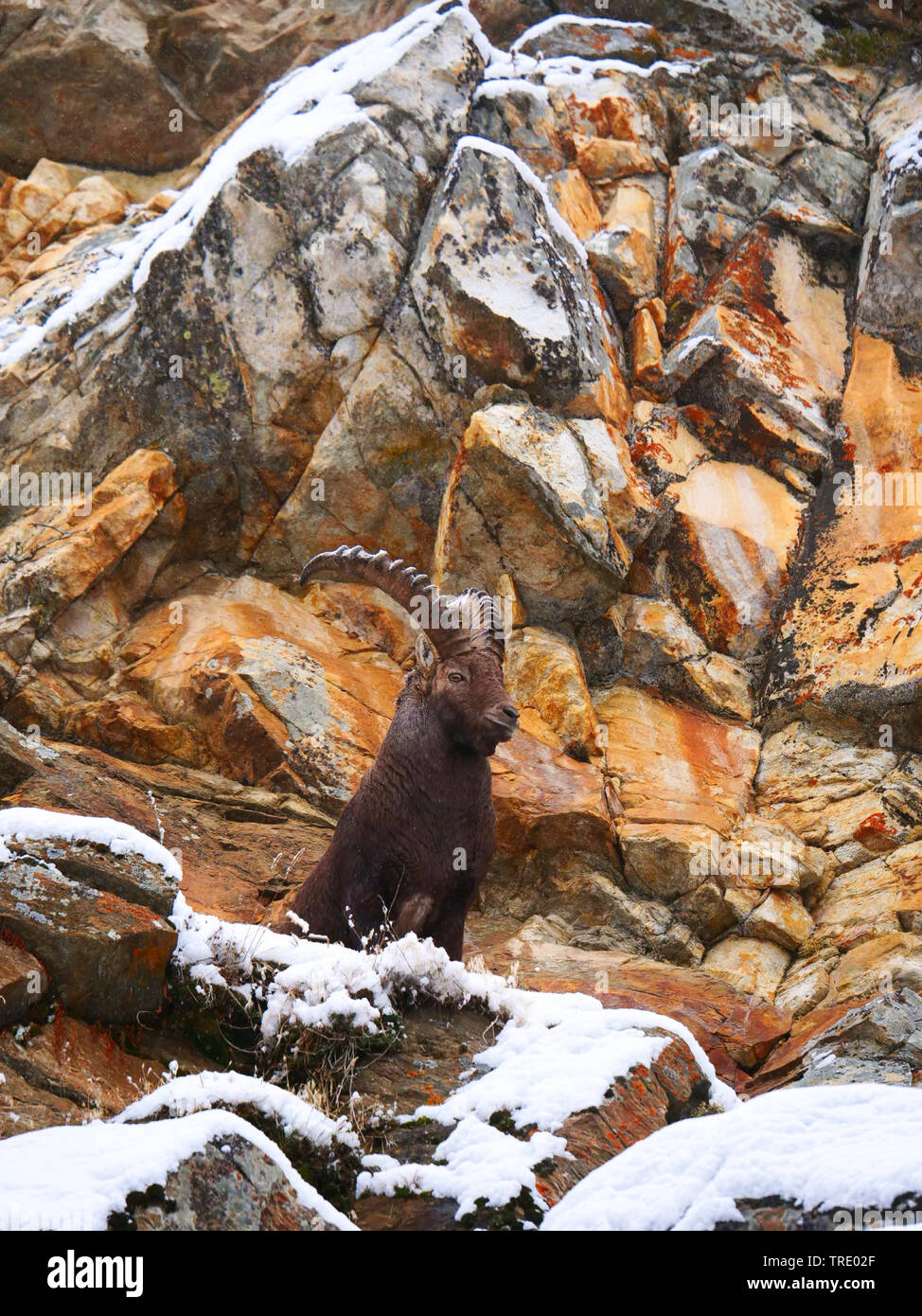Alpine ibex (Capra ibex, Capra ibex ibex), buck on a rock spur in ...