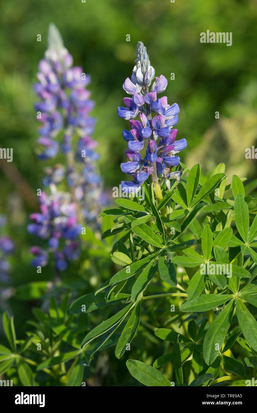 Alaska lupin lupinus nootkatensis hi-res stock photography and images ...