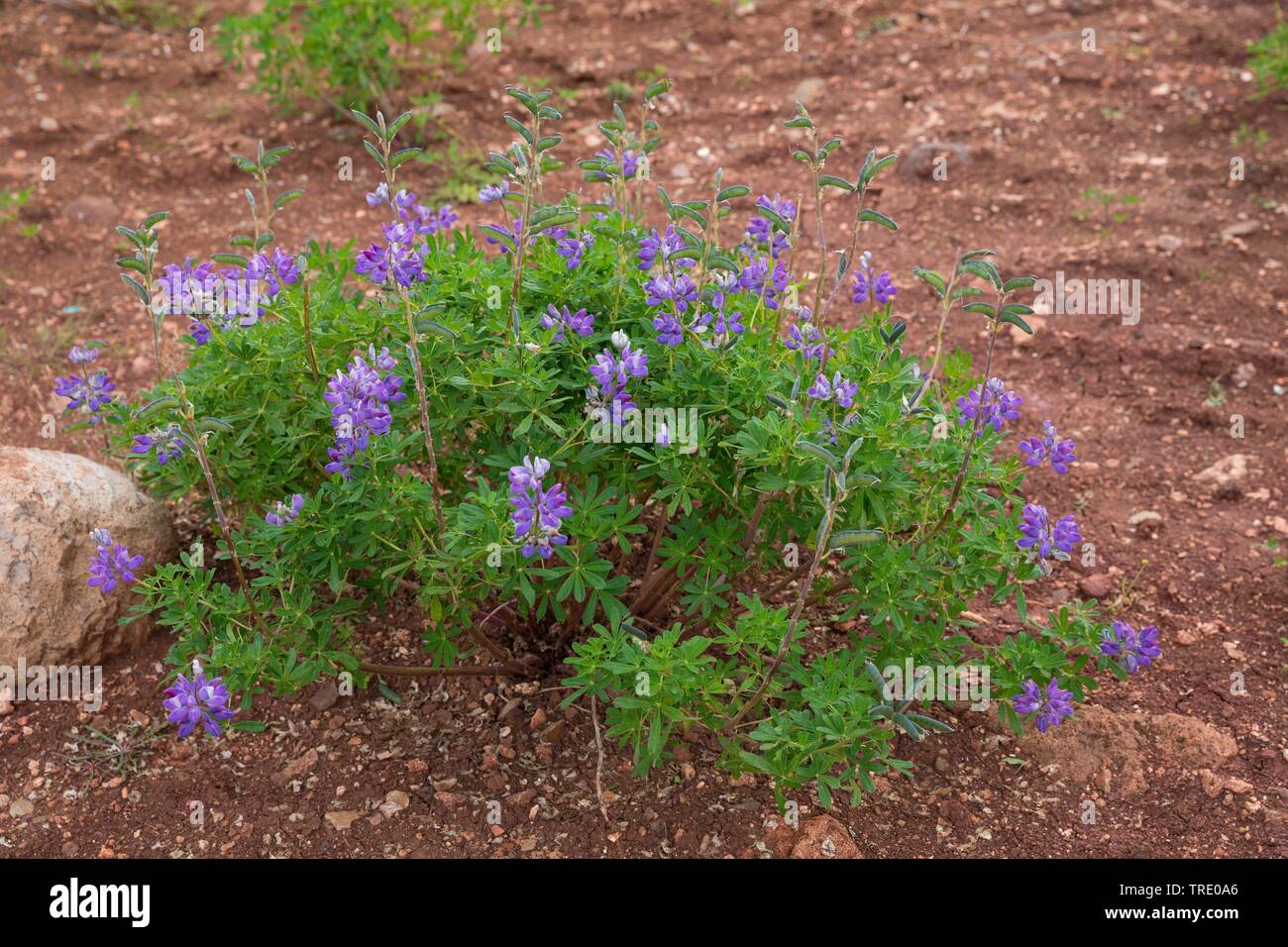Nootka lupine, Alaska lupine (Lupinus nootkatensis), blooming, Iceland ...