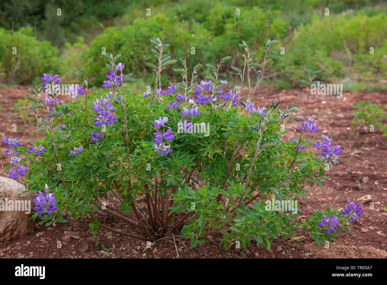 Lupin lupinus nootkatensis hi-res stock photography and images - Alamy