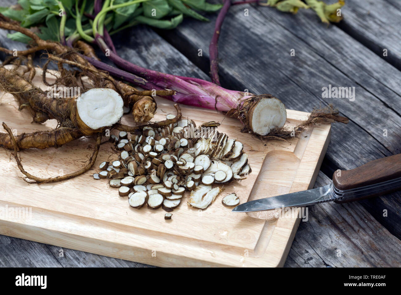 Litoralis hi-res stock photography and images - Alamy