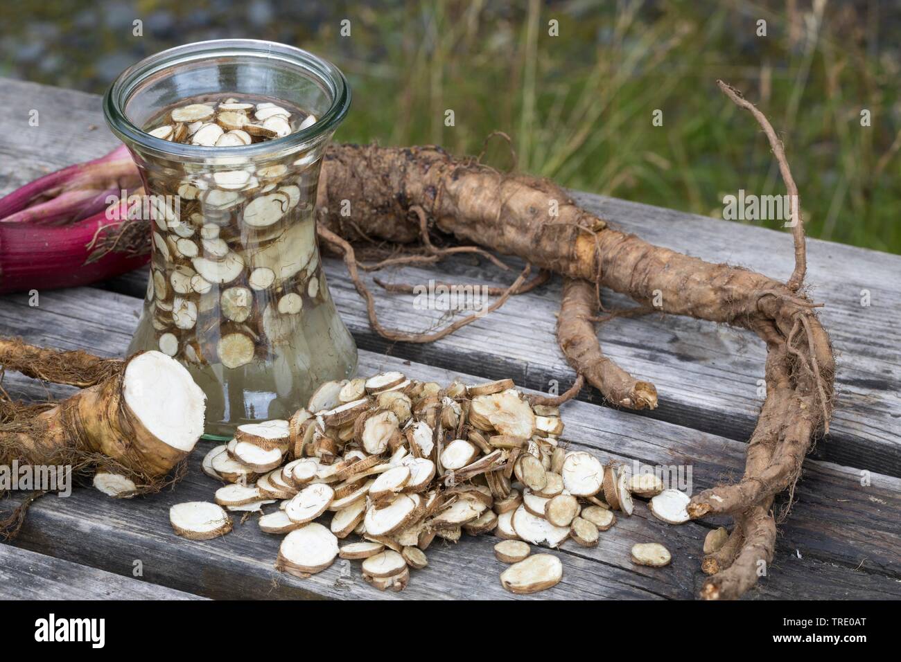 Angelica root hi-res stock photography and images - Alamy