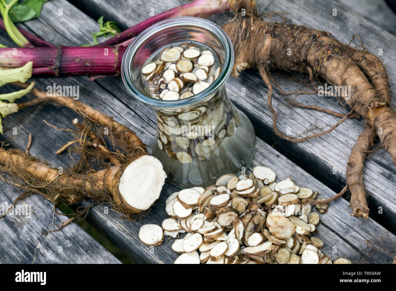 angelica (Angelica archangelica ssp. litoralis), roots are cut, making ...