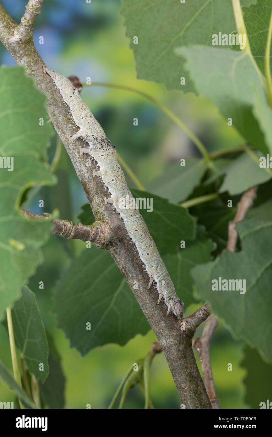 Caterpillar eating leaves on a tree hi-res stock photography and images ...