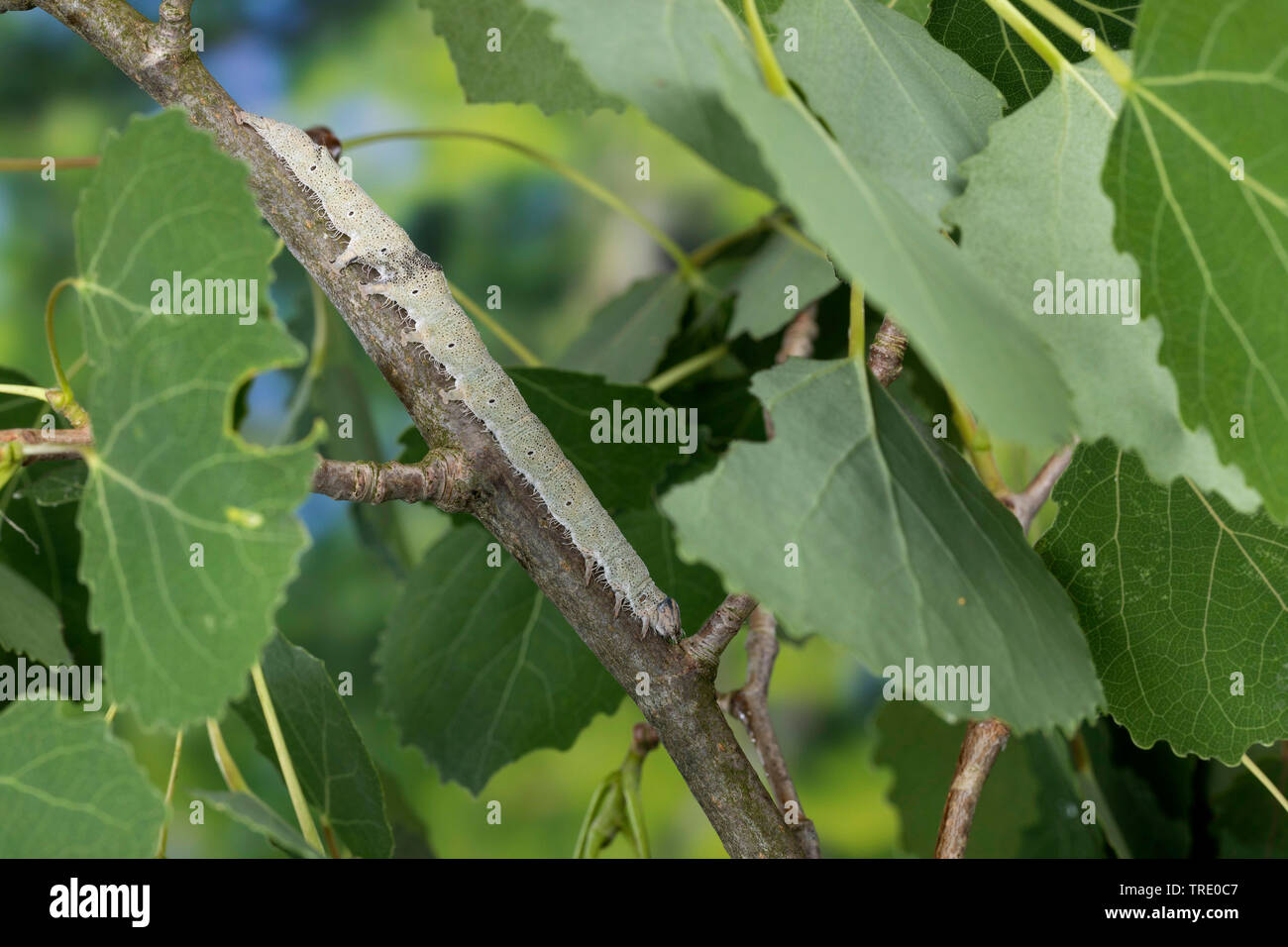 Twig caterpillar hi-res stock photography and images - Alamy