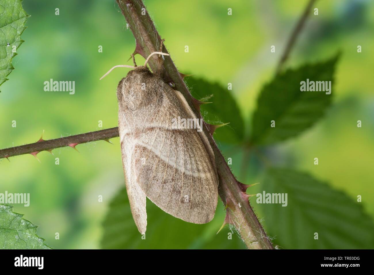fox moth (Macrothylacia rubi), female at a blackberry twig, Germany ...