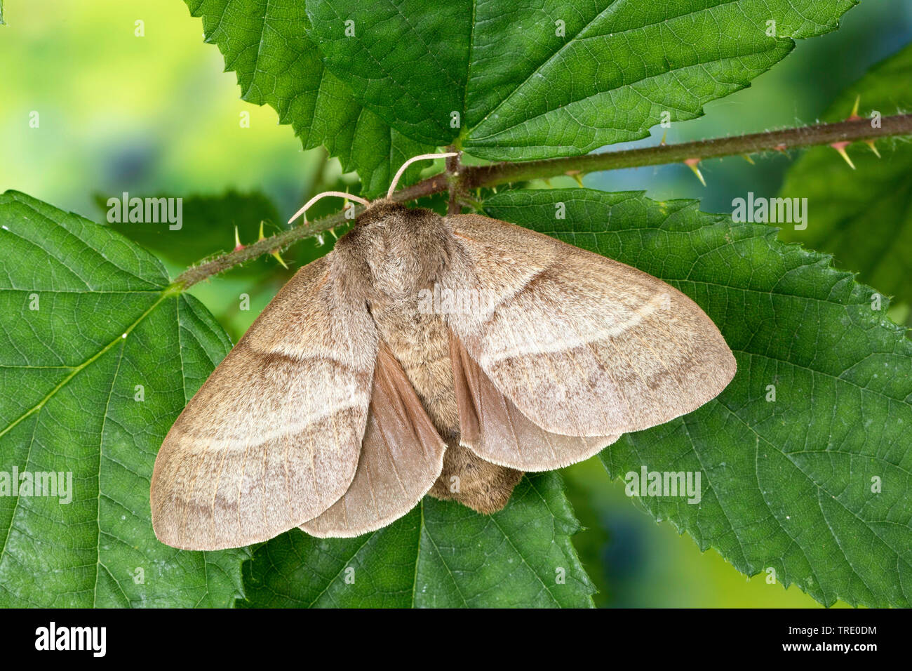 fox moth (Macrothylacia rubi), female at a blackberry twig, Germany ...
