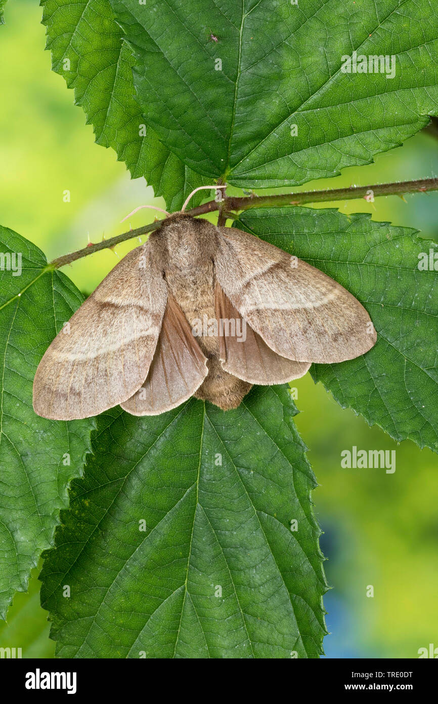 Fox moth hi-res stock photography and images - Alamy