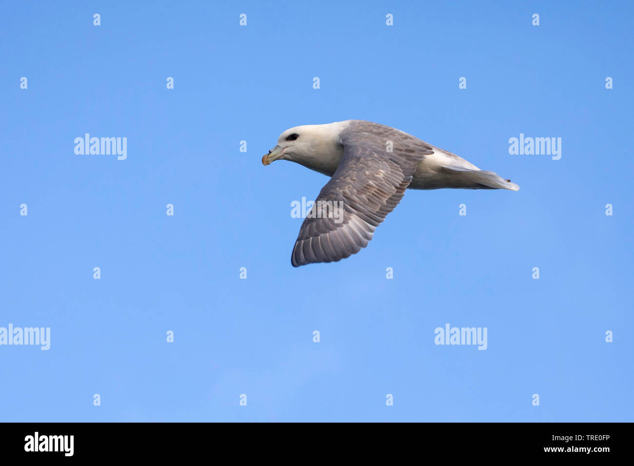 Northern fulmar, Arctic fulmar (Fulmarus glacialis), flying, Iceland ...