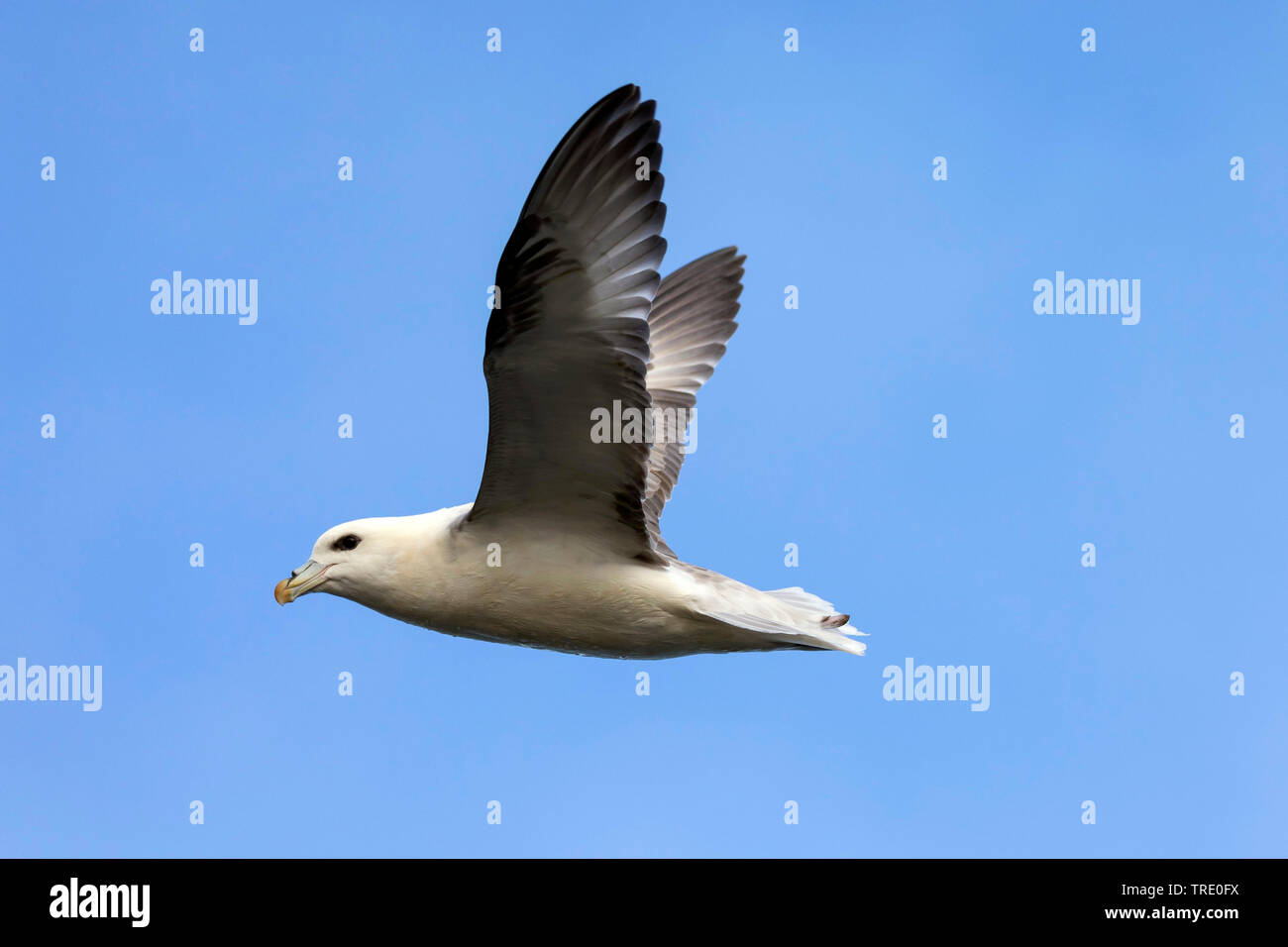 Northern fulmar, Arctic fulmar (Fulmarus glacialis), flying, Iceland ...