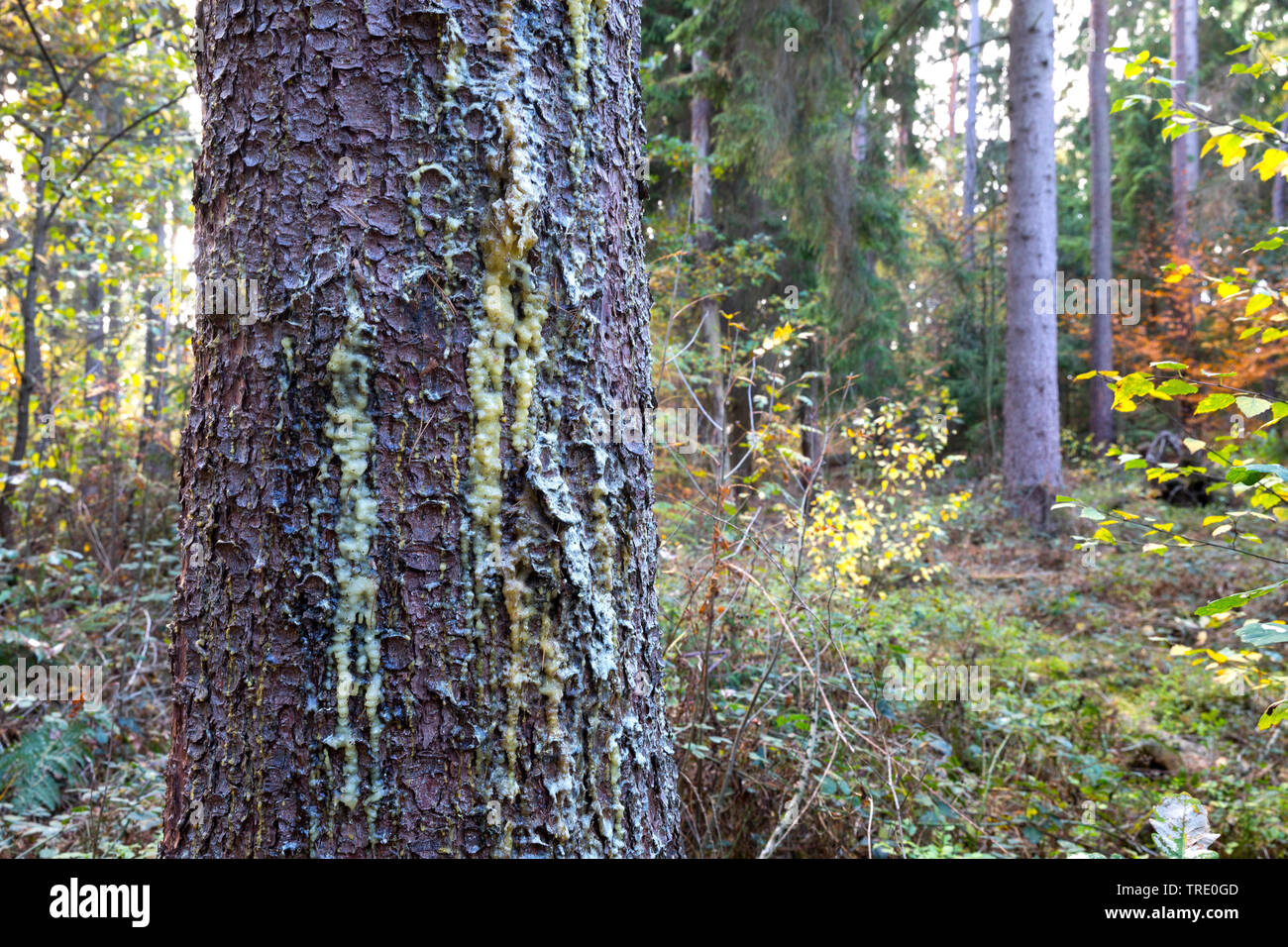 Norway spruce (Picea abies), collected resin chunks at a spruce trunk ...