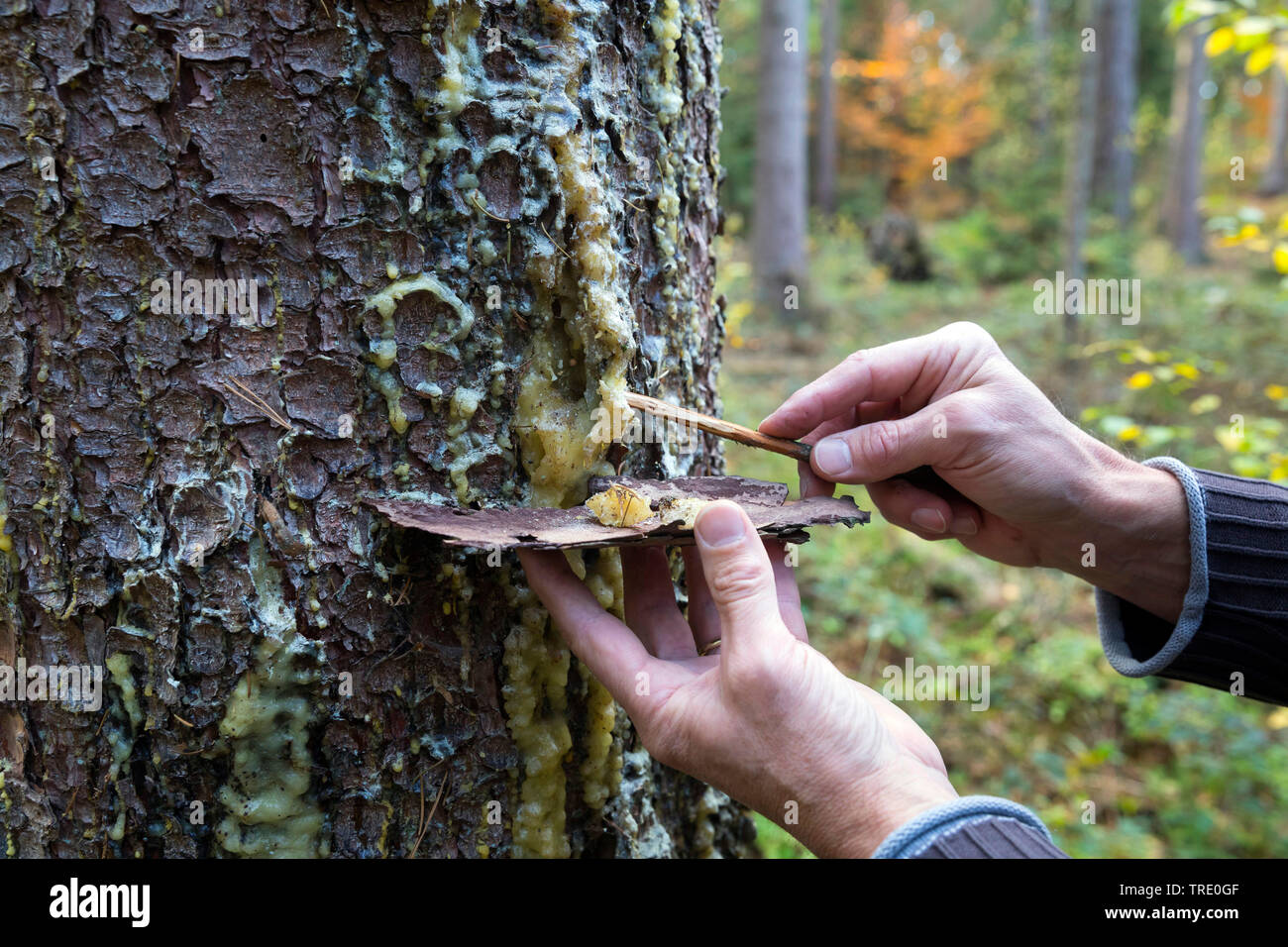 Person collecting resin hi-res stock photography and images - Alamy