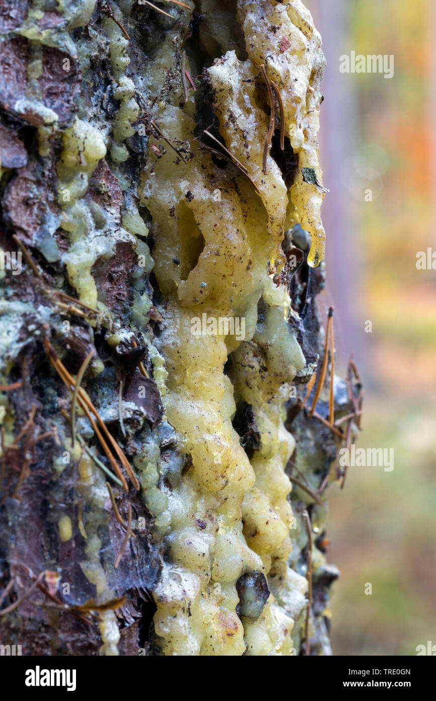 Norway spruce (Picea abies), collected resin chunks at a spruce trunk ...