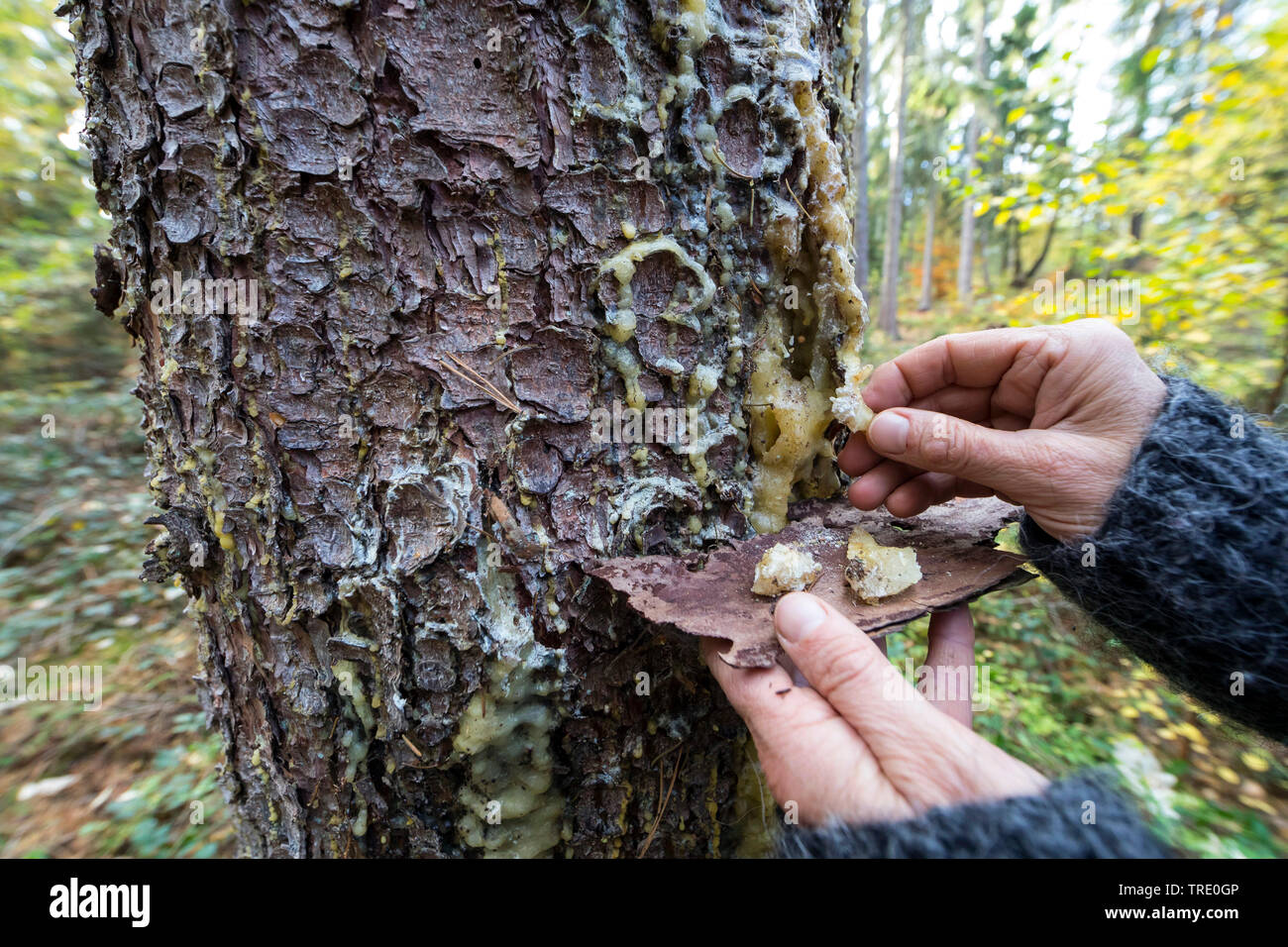 Norway spruce (Picea abies), collected resin chunks is collected from a ...