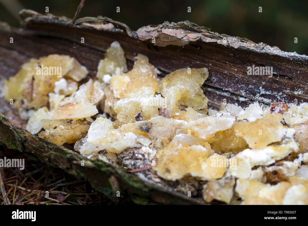 Norway spruce (Picea abies), collected resin chunks is collected from a ...