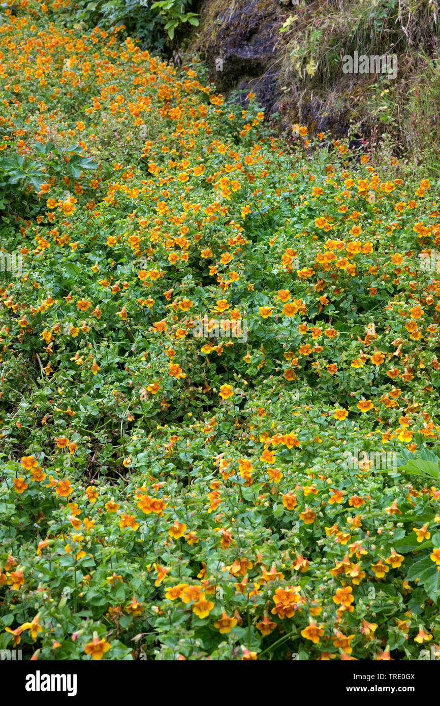 Yellow monkeyflower mimulus guttatus hi-res stock photography and ...