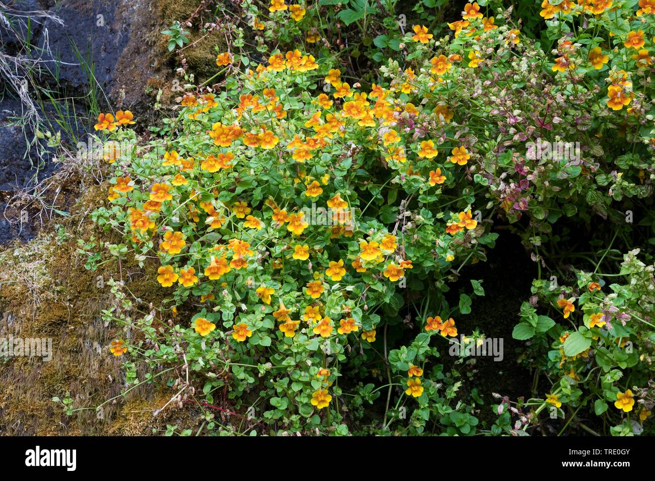 yellow monkeyflower, seep monkeyflower (Mimulus guttatus, Erythranthe ...