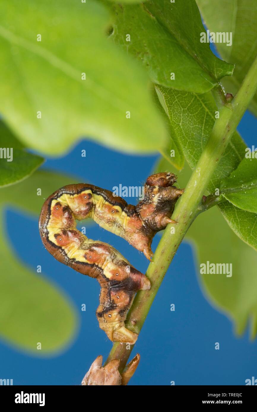 Mottled caterpillar hi-res stock photography and images - Alamy