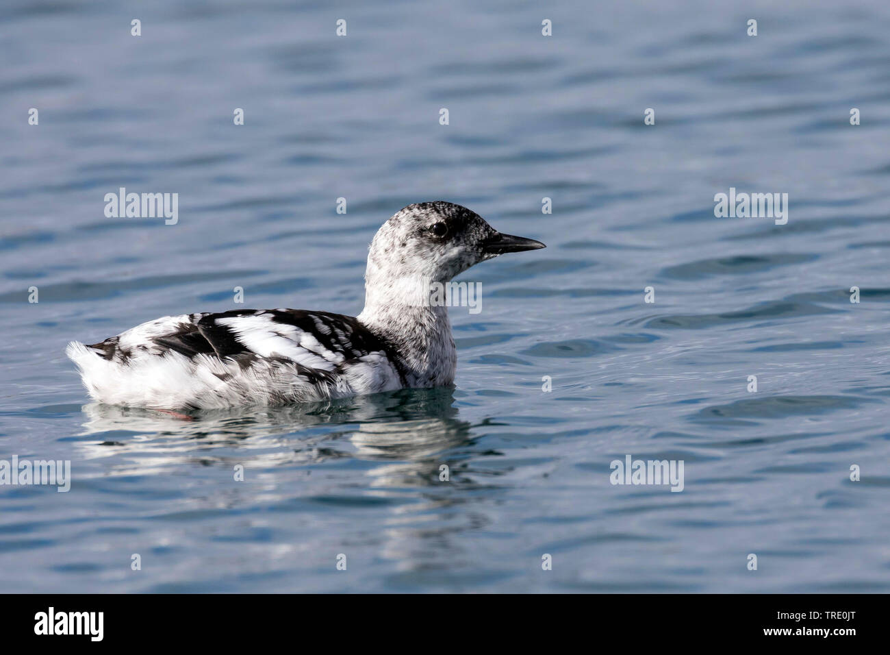 black guillemot (Cepphus grylle), swimming young bird, Iceland Stock ...