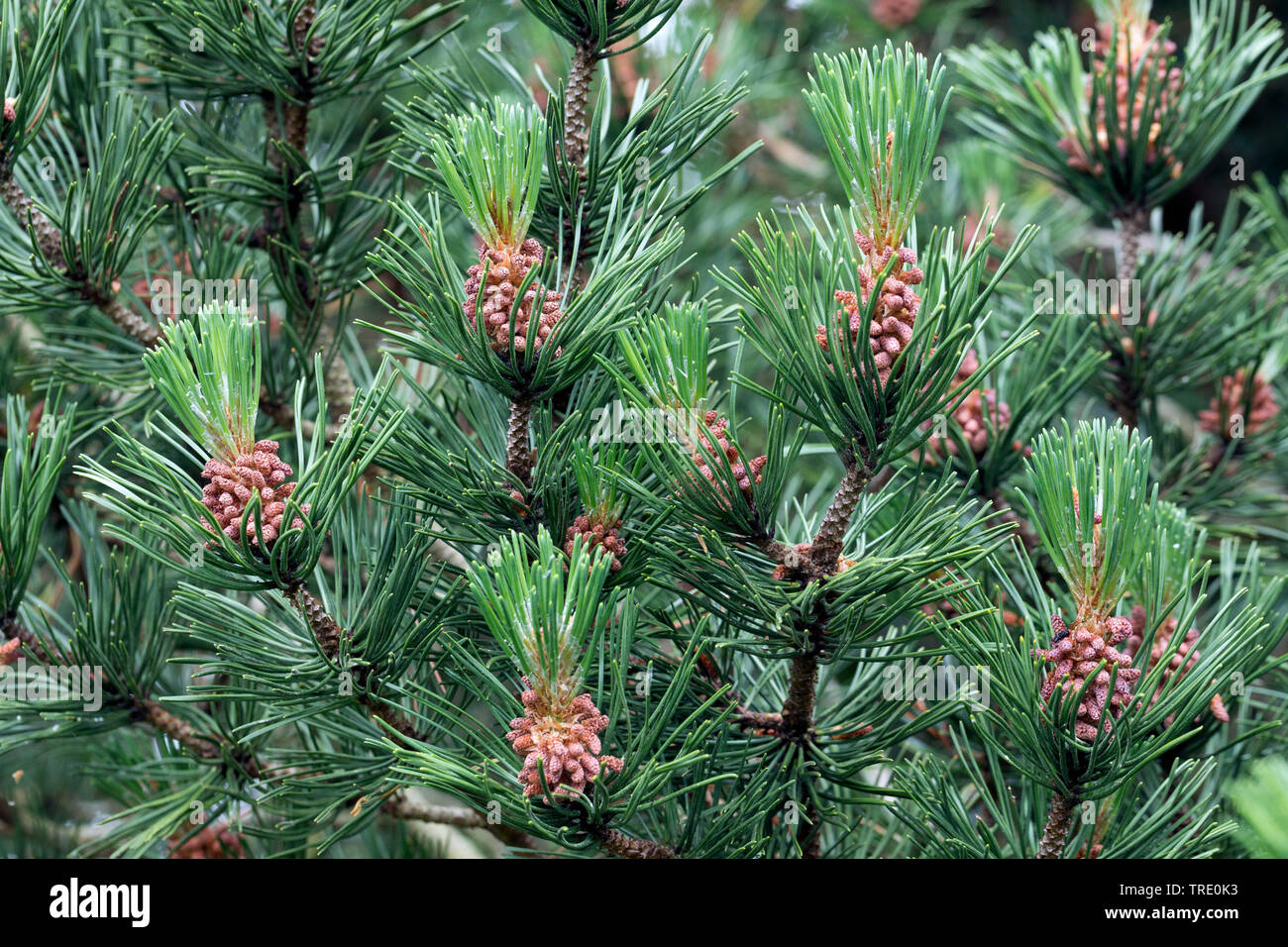 mountain pine, mugo pine (Pinus uncinata, Pinus mugo ssp. uncinata ...