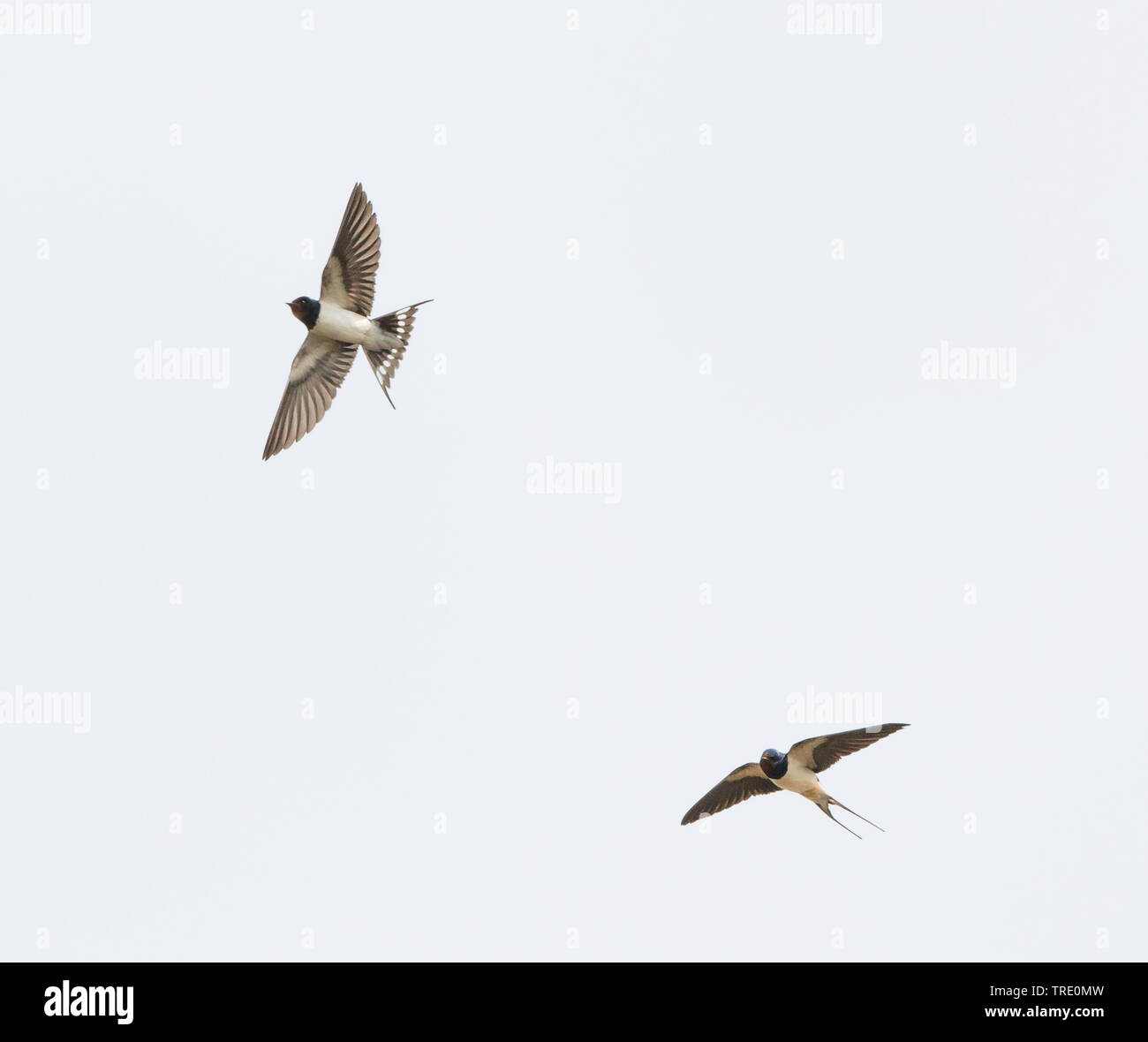 Bird swallow birds swallows hi-res stock photography and images - Alamy