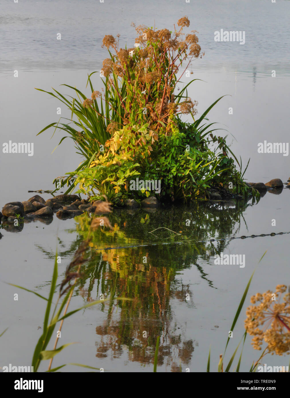 Europe native plants hi-res stock photography and images - Alamy