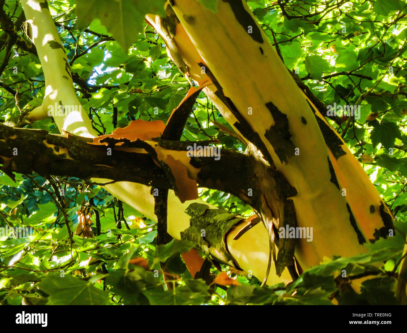 European plane, maple-leaved plane, London plane, London planetree ...