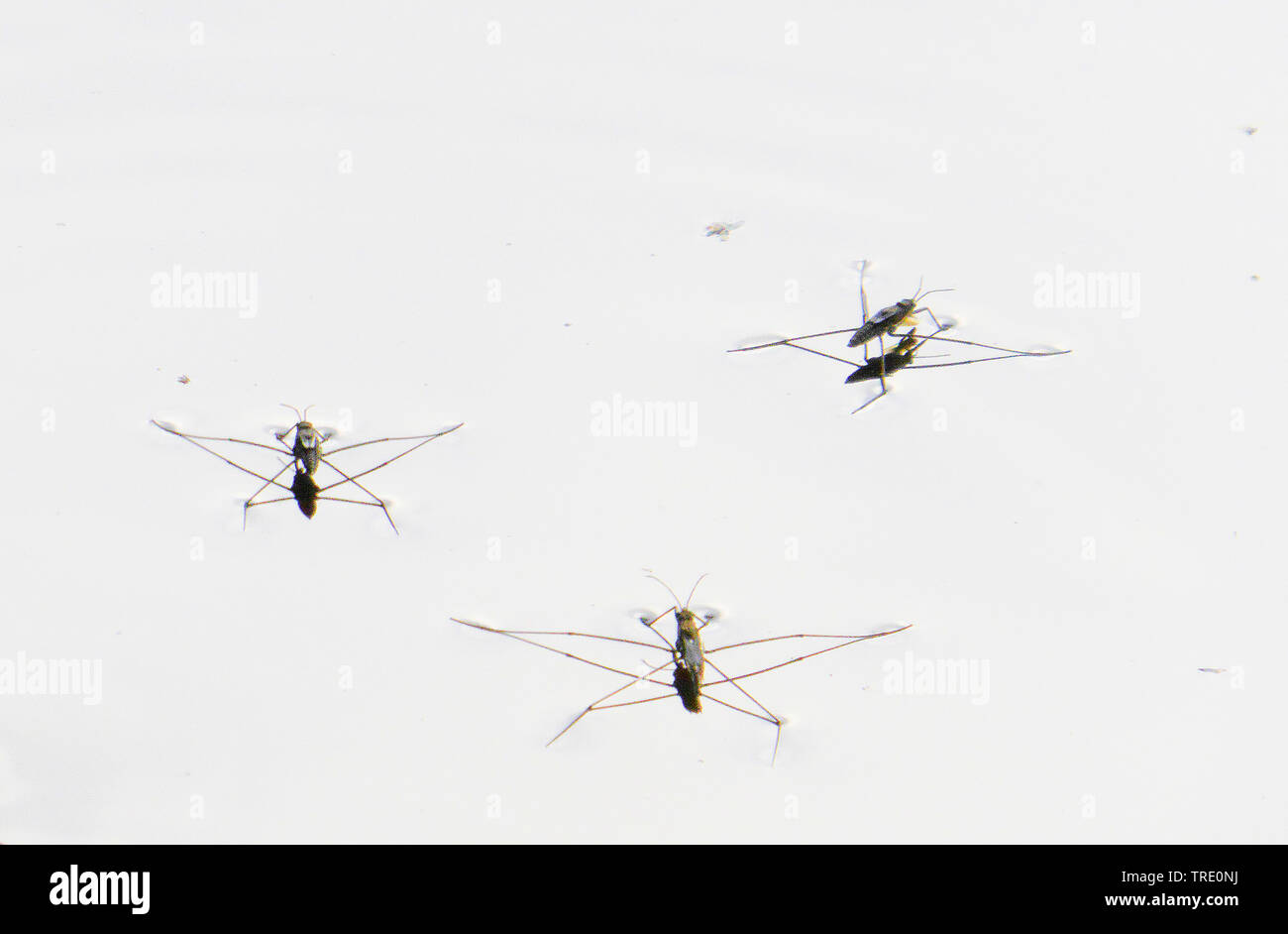 pond skater, water strider, pond skipper (Gerris lacustris), three pond ...
