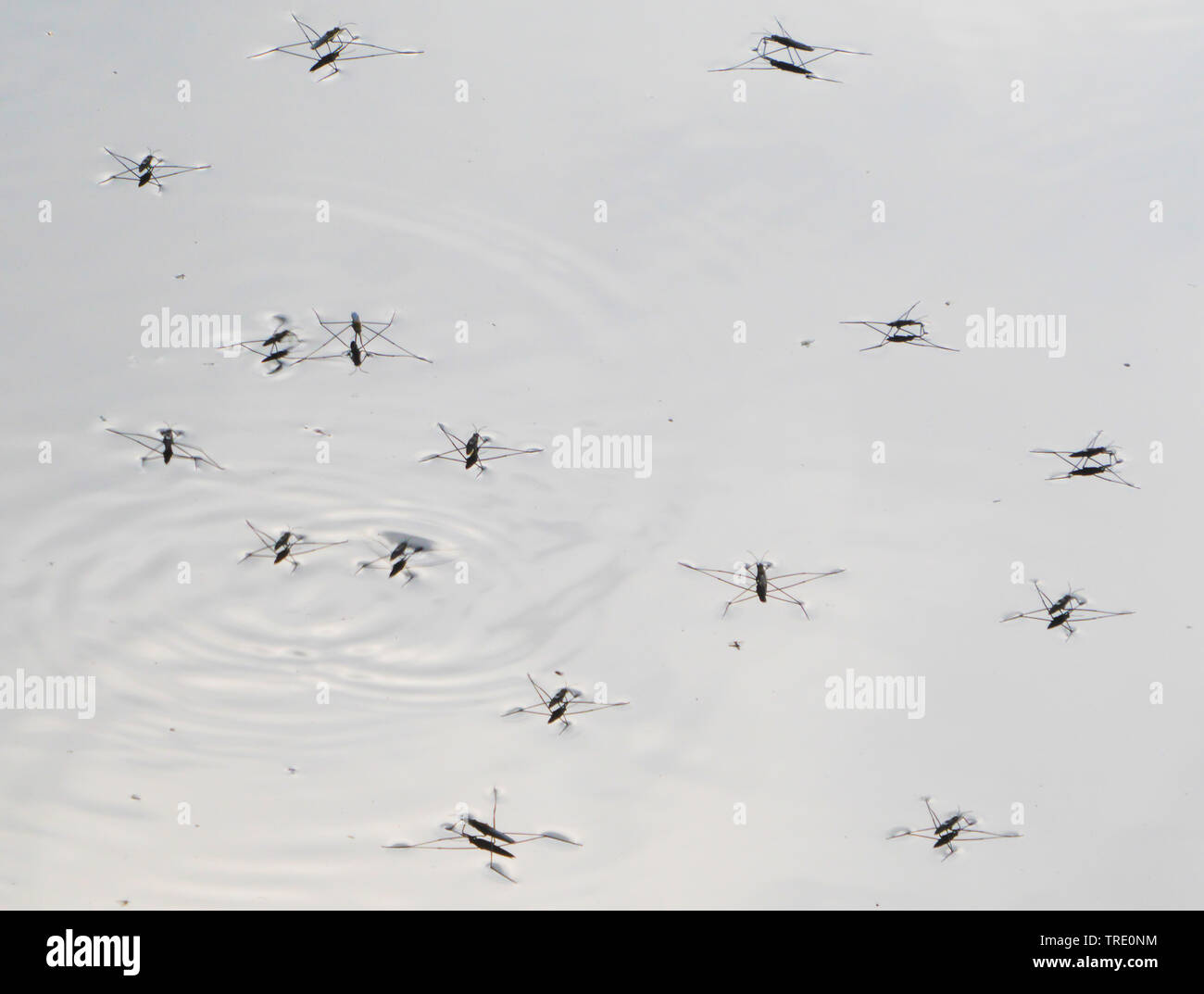 pond skater, water strider, pond skipper (Gerris lacustris), some pond ...