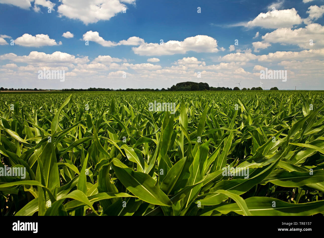 Indian corn, maize (Zea mays), mayze field at Lower Rhine, Germany ...