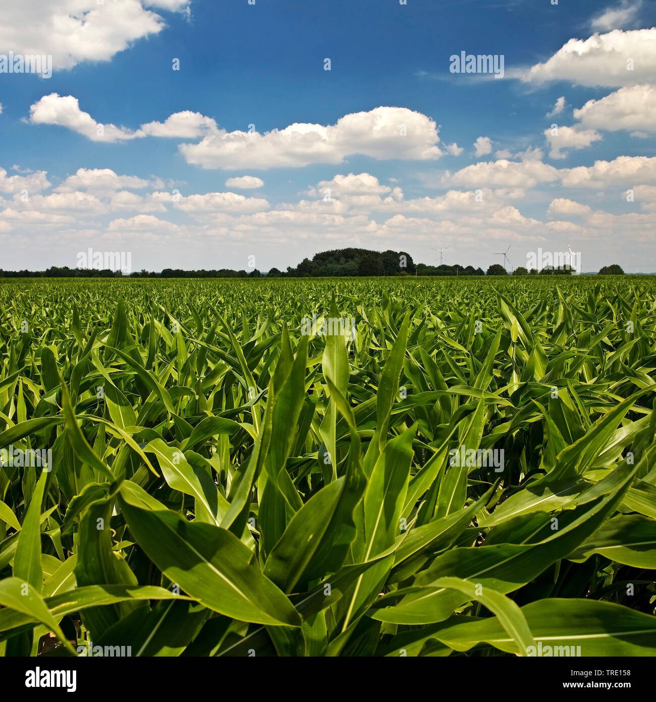 Indian corn, maize (Zea mays), mayze field at Lower Rhine, Germany ...