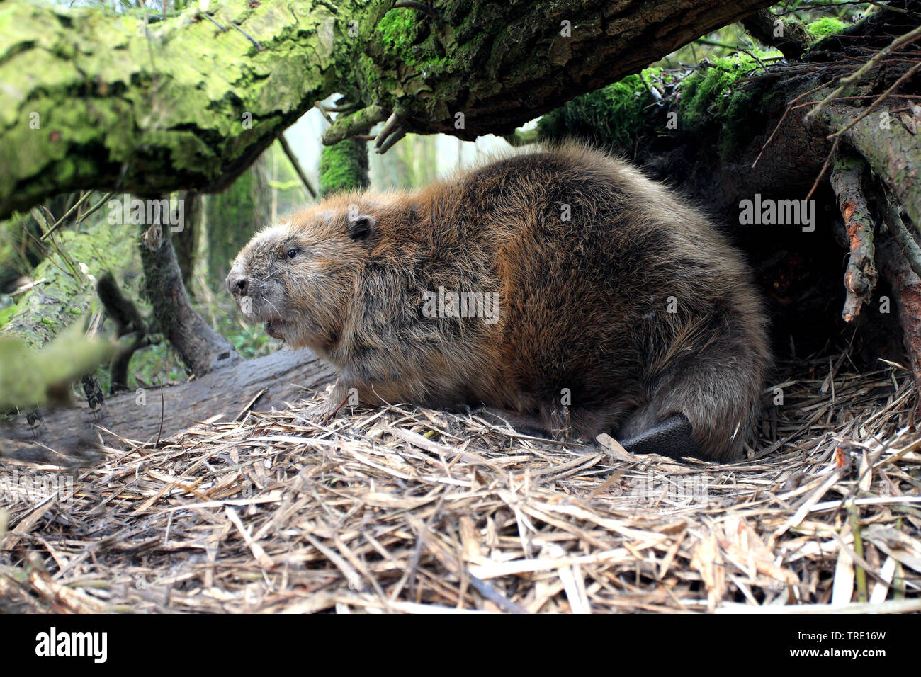 Eurasian beaver, European beaver (Castor fiber), at its den ...