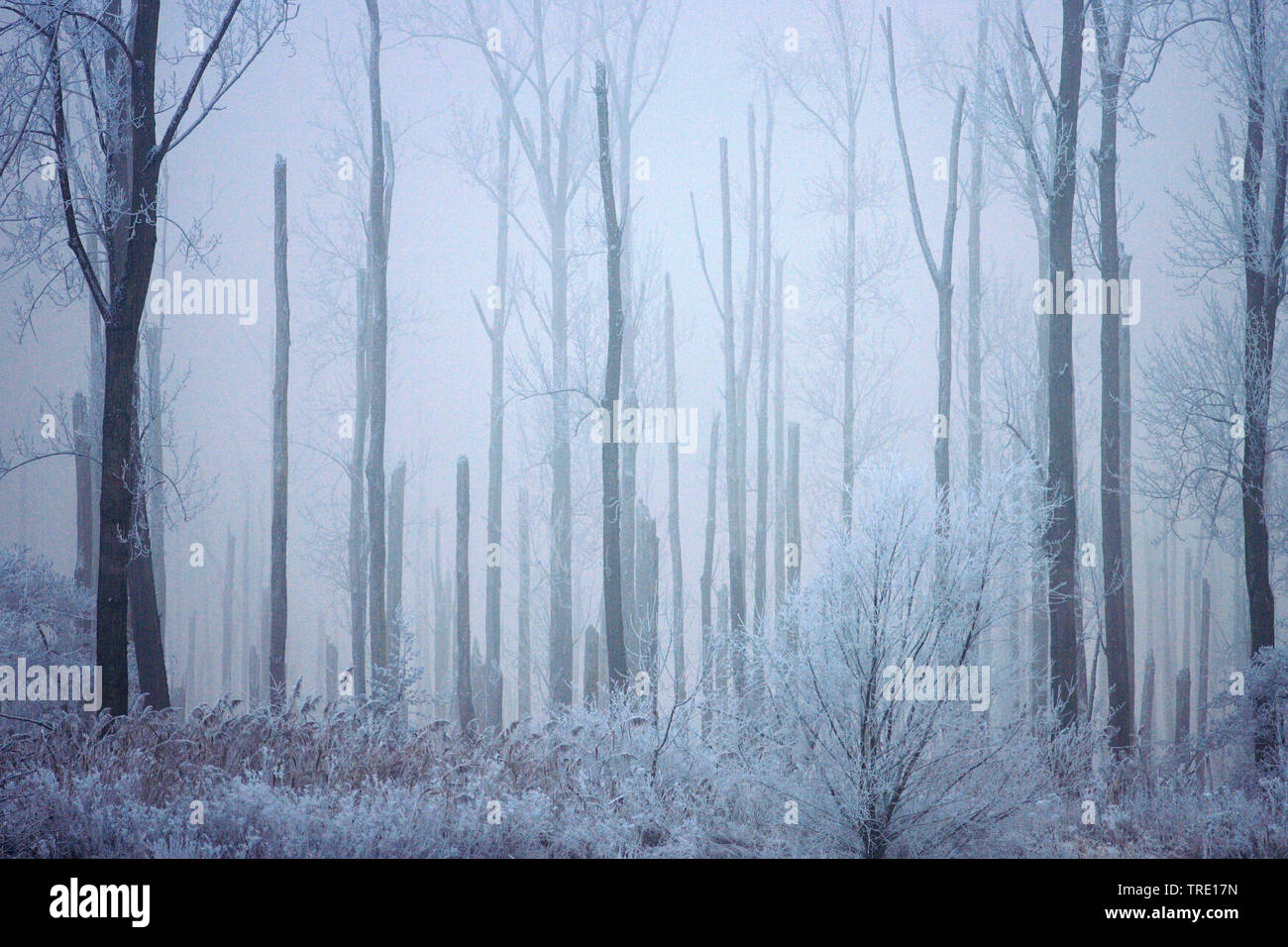 dead trees Biesbosch, Netherlands, De Biesbosch National Park Stock ...