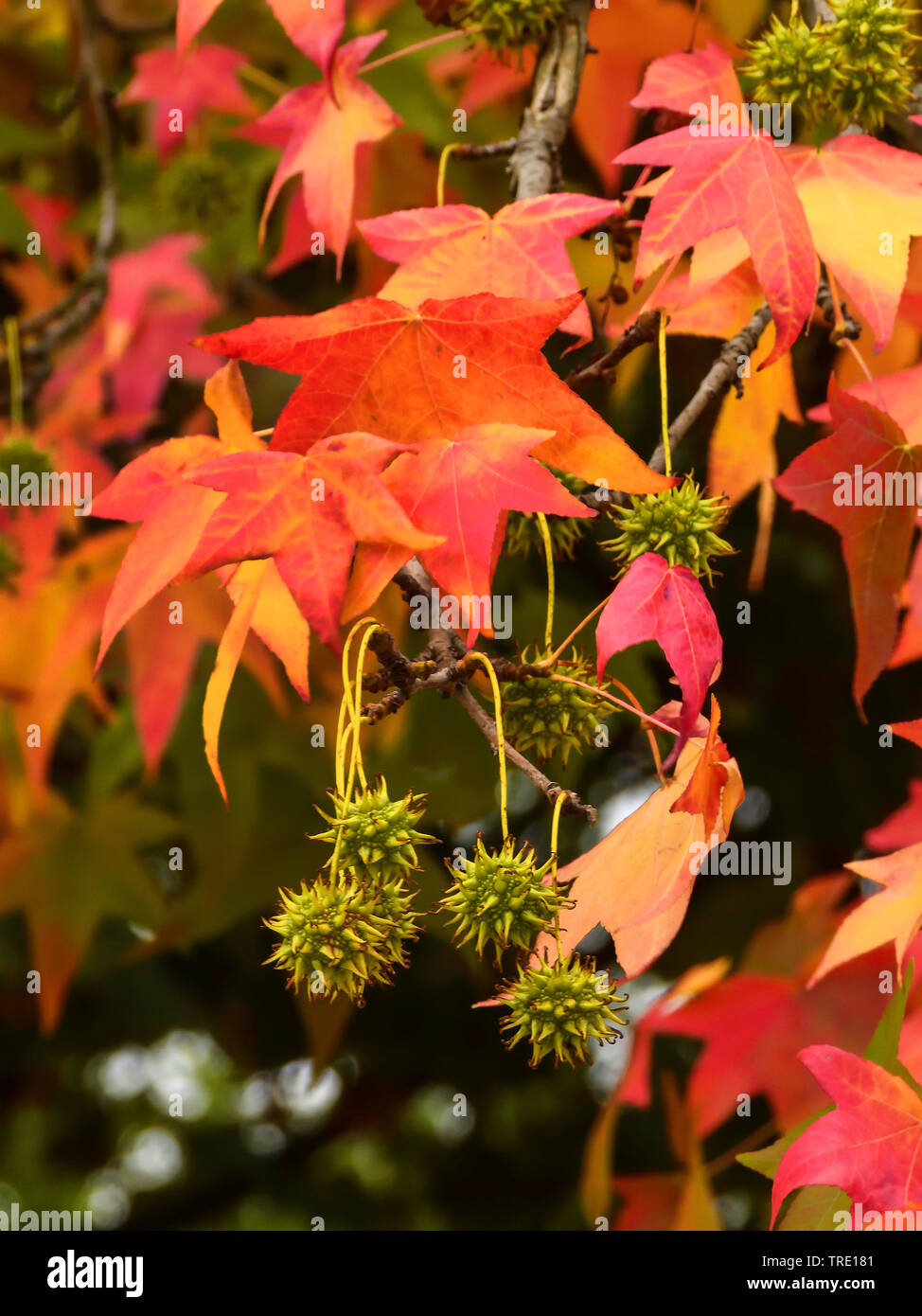 Liquidambar styraciflua hi-res stock photography and images - Alamy