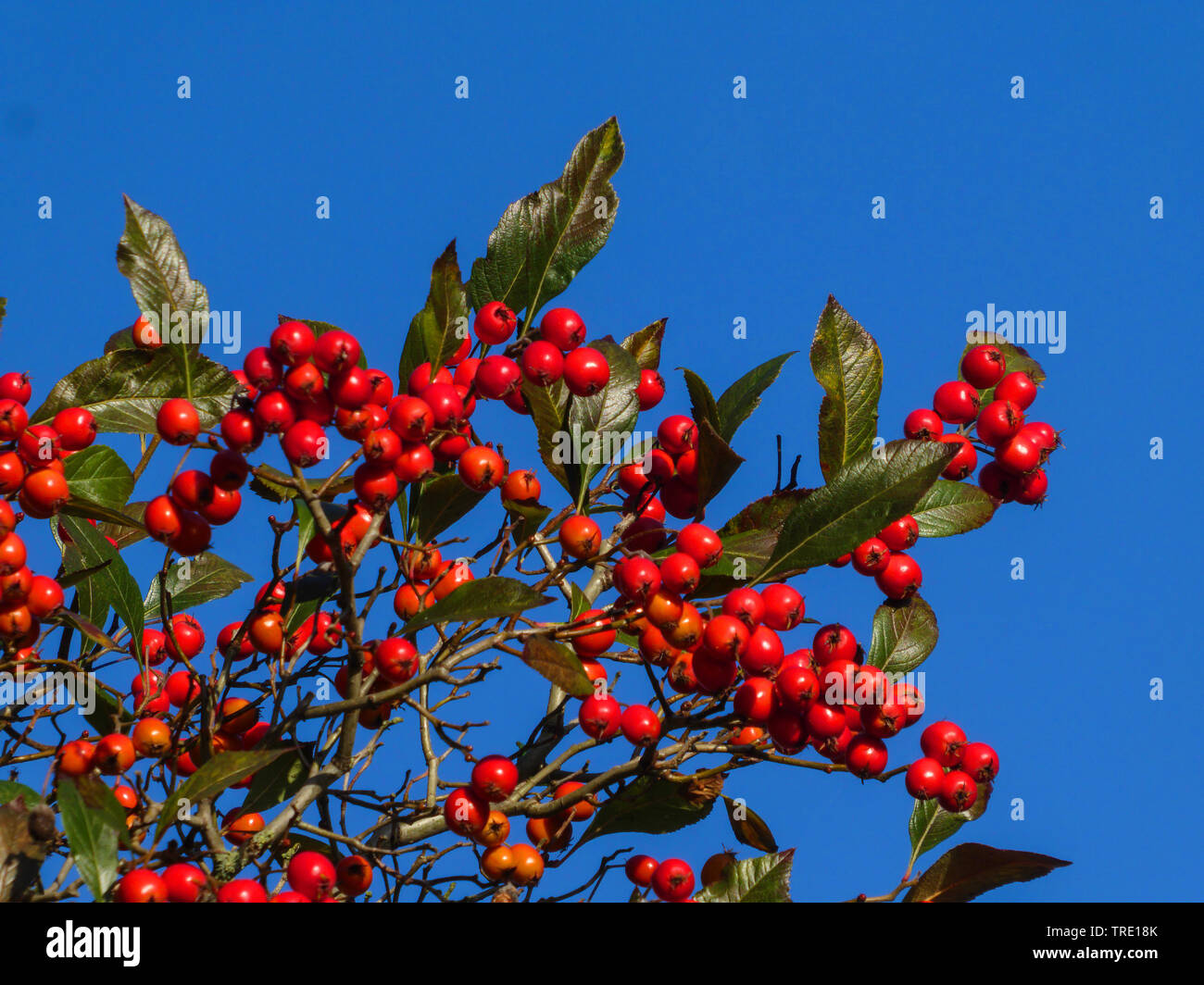 common whitebeam (Sorbus aria), fruiting, Germany, Lower Saxony, East ...