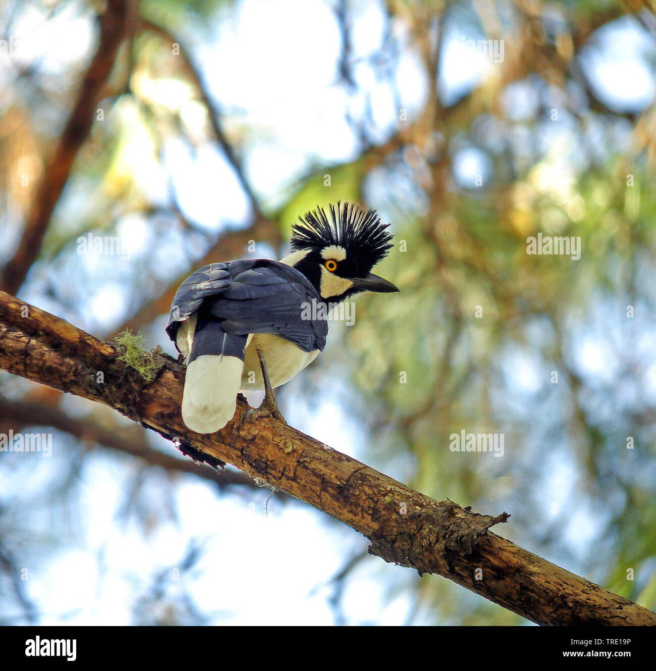 tufted jay (Cyanocorax dickeyi), on a tree, Mexico Stock Photo - Alamy
