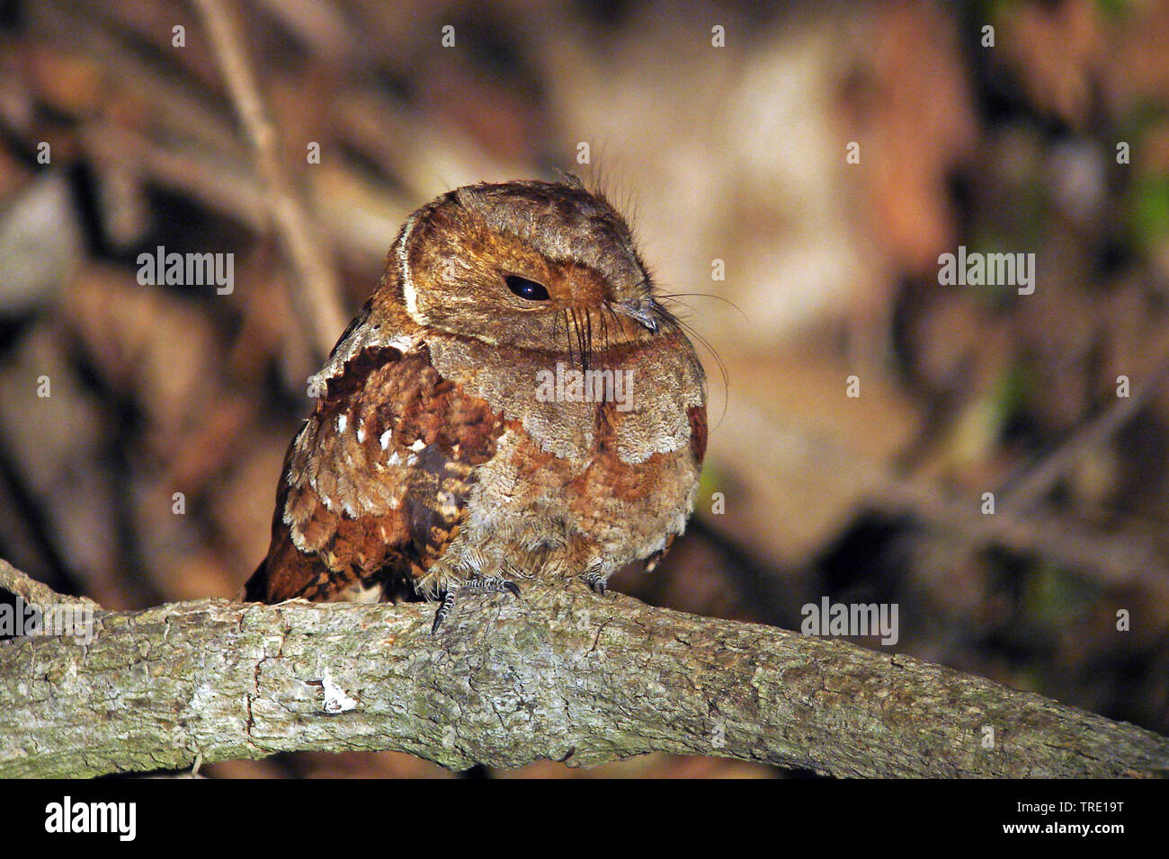 Eared Poorwill (Nyctiphrynus mcleodii), endemic to western Mexico ...