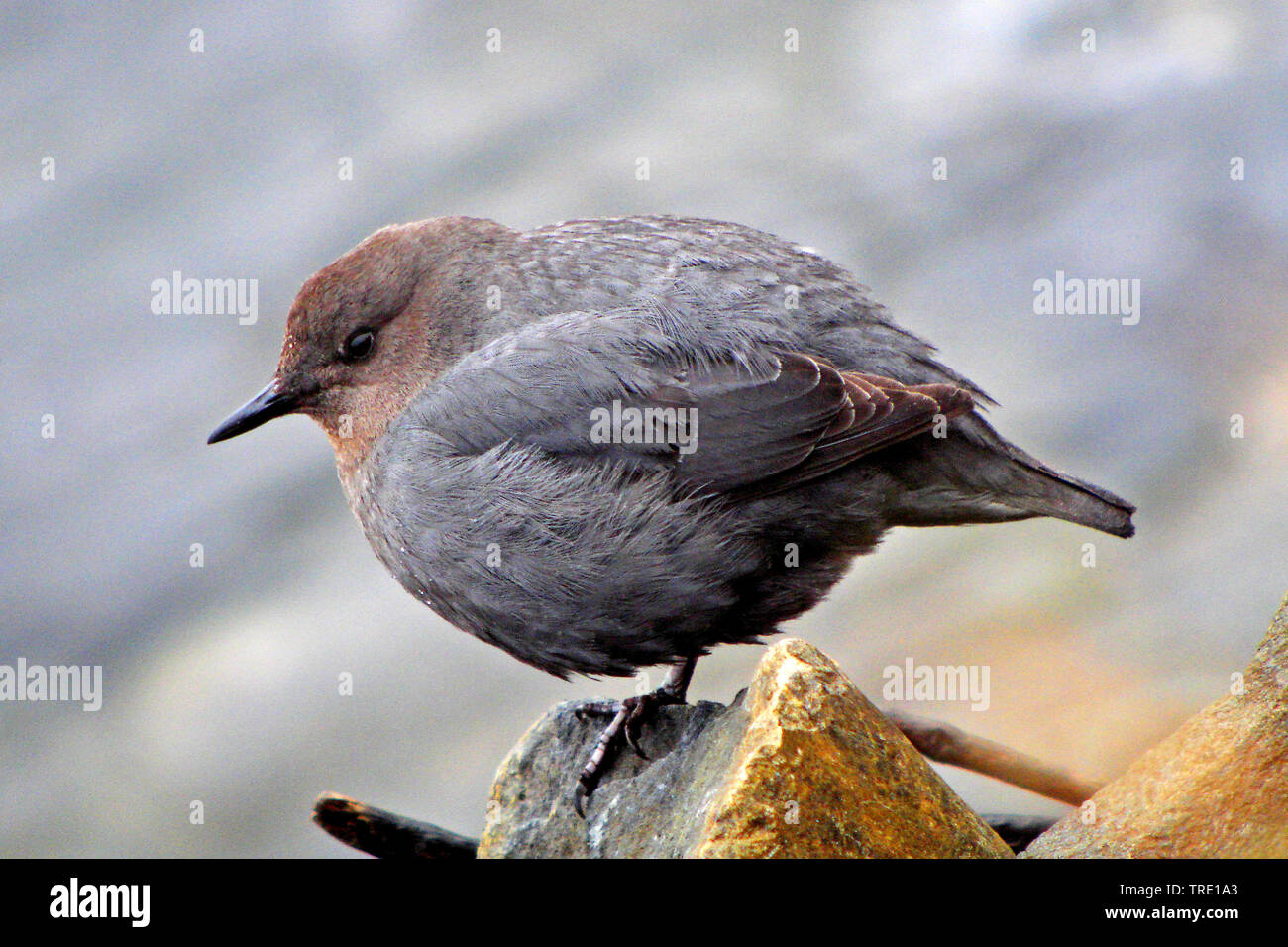 north American dipper (Cinclus mexicanus), on a stone, USA, Alaska ...