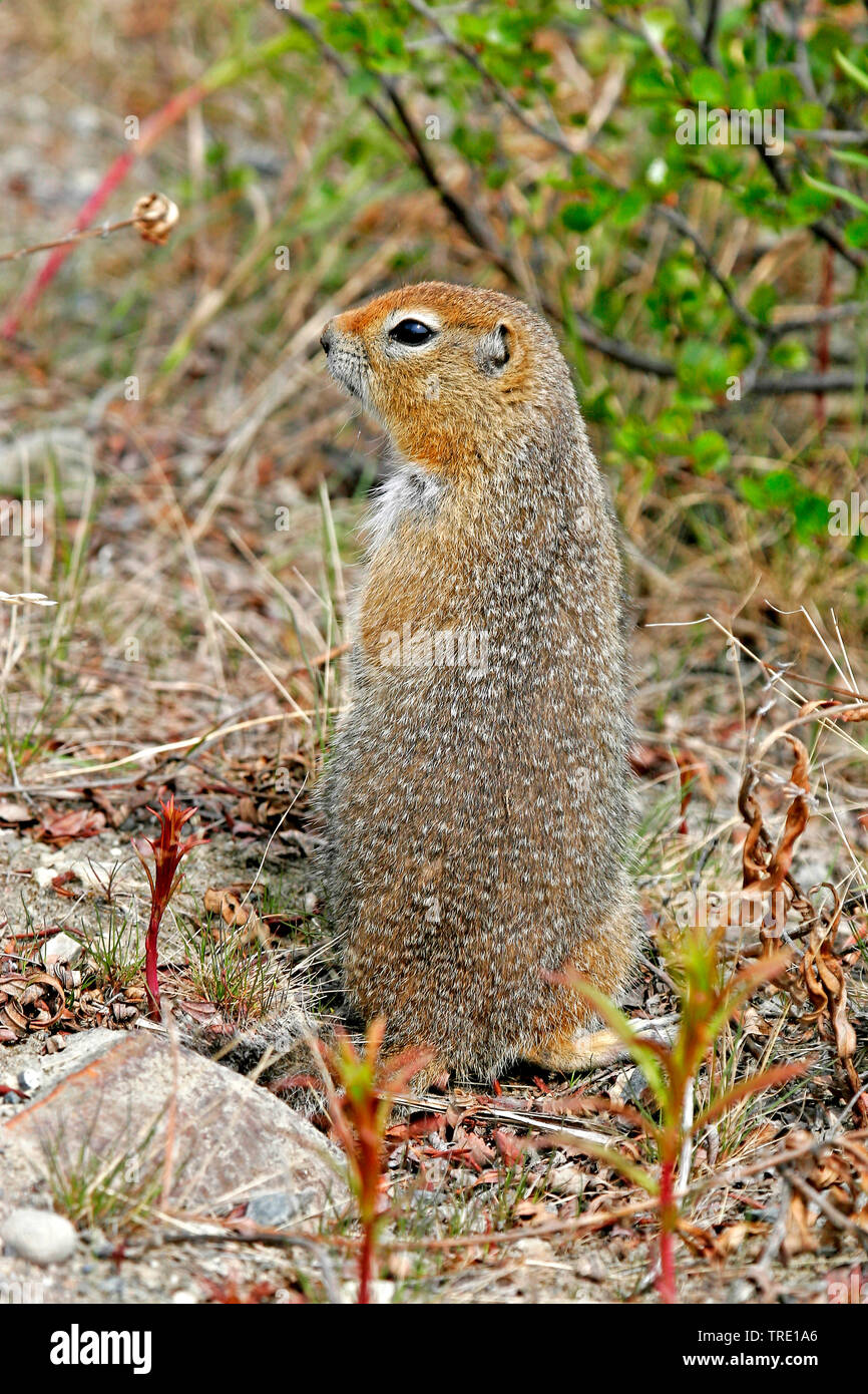 Arctic ground squirrel (Citellus parryi, Citellus undulatus ...