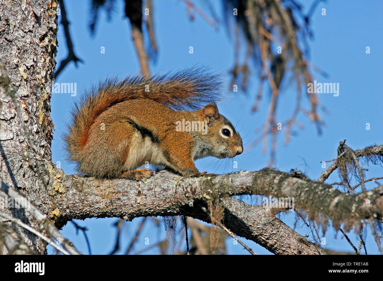 eastern red squirrel, red squirrel (Tamiasciurus hudsonicus), sits on a ...