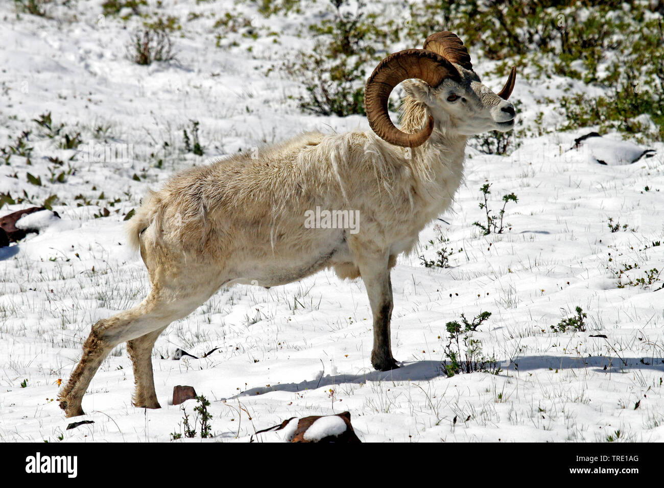 Dall's sheep, white sheep (Ovis dalli), in snow, USA, Alaska Stock ...